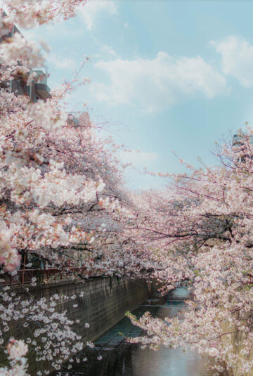 9 Surprising Things No One Tells You About Spring in Japan
