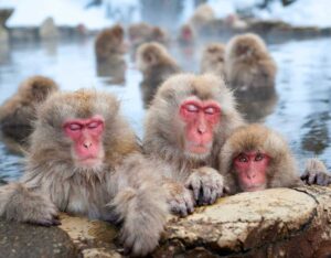 2 Days in Nagano Itinerary: Snow Monkeys & Ancient Zen